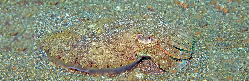 Cuttlefish Shape Shifting